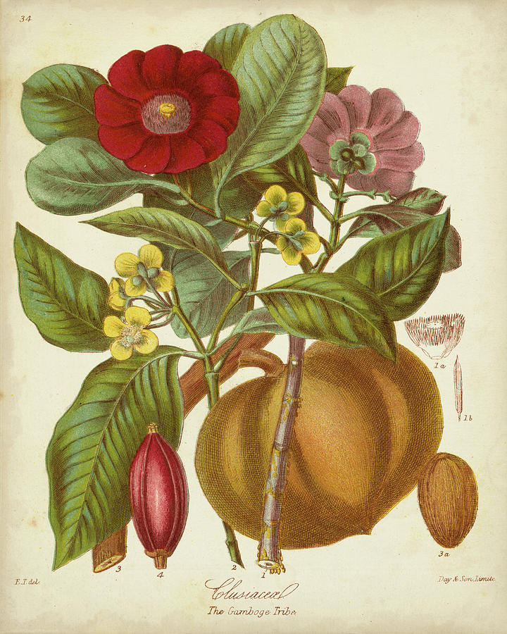 Twining Botanicals I Painting by Elizabeth Twining - Fine Art America