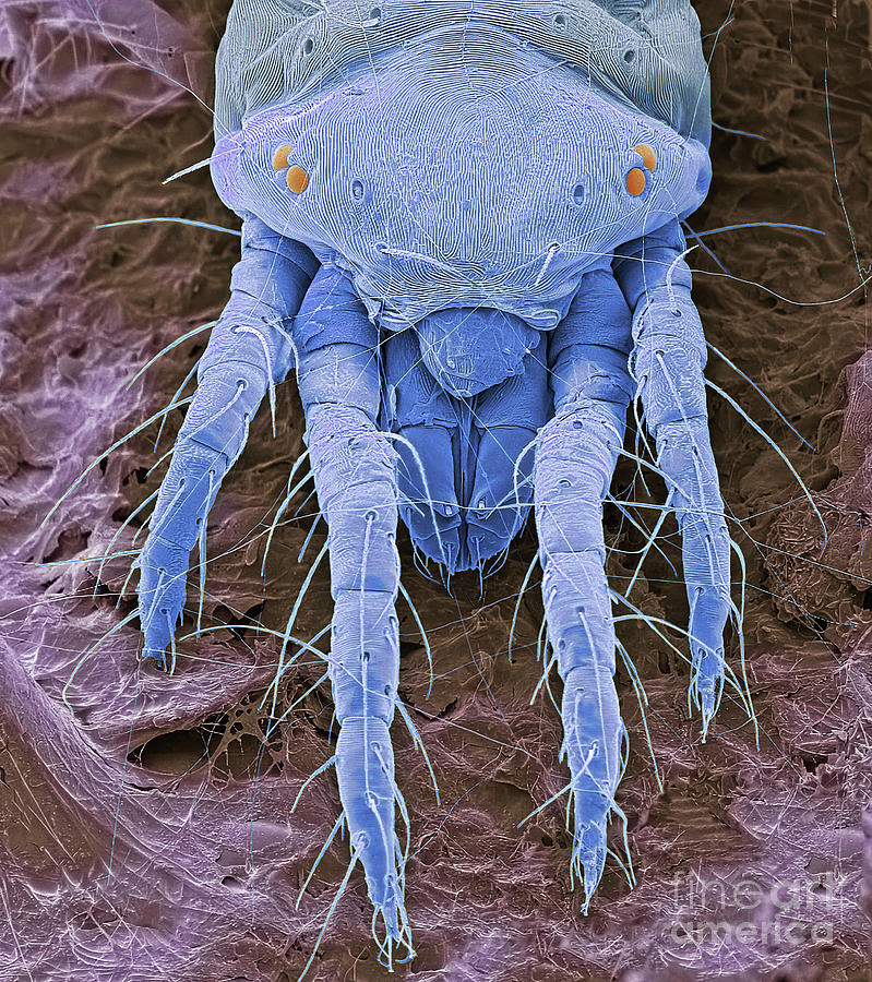 Two Spotted Spider Mite 2 Photograph By Science Photo Library Fine Art America