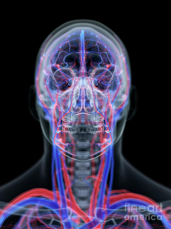 Vascular System Of The Head Photograph by Sebastian Kaulitzki/science ...