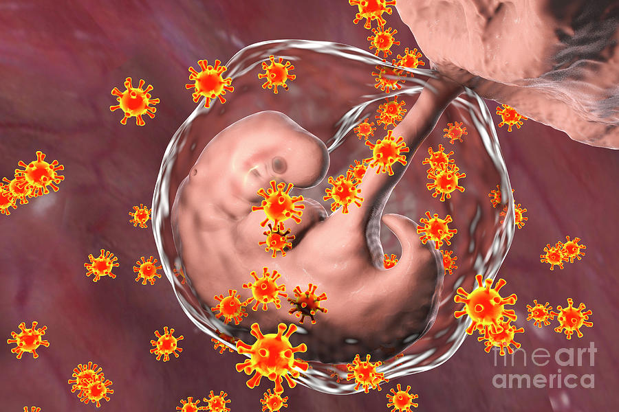 Viruses Infecting Human Embryo Photograph by Kateryna Kon/science Photo Library - Pixels