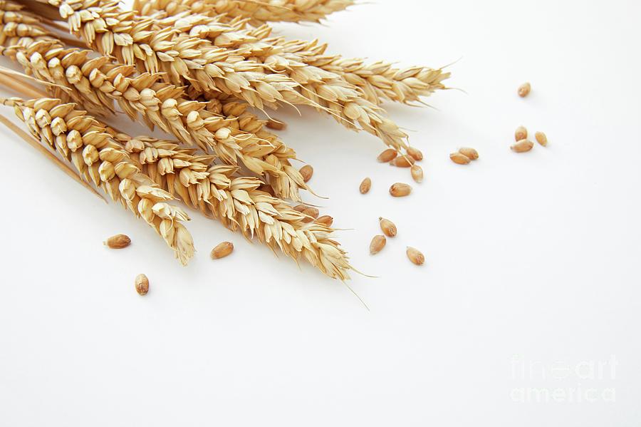Wheat #2 by Science Photo Library