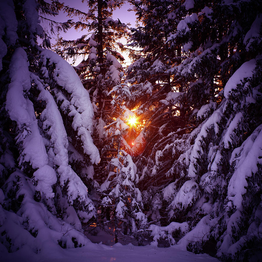 Winter Sunset #2 by Borchee