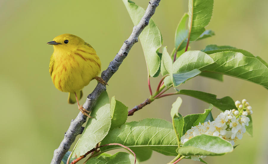 Yellow Warbler #2 Photograph by Ken Archer - Fine Art America