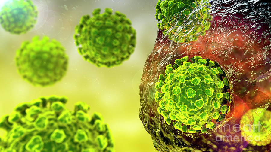 Covid-19 Coronaviruses Infecting Human Cells #21 Photograph by Kateryna Kon/science Photo ...