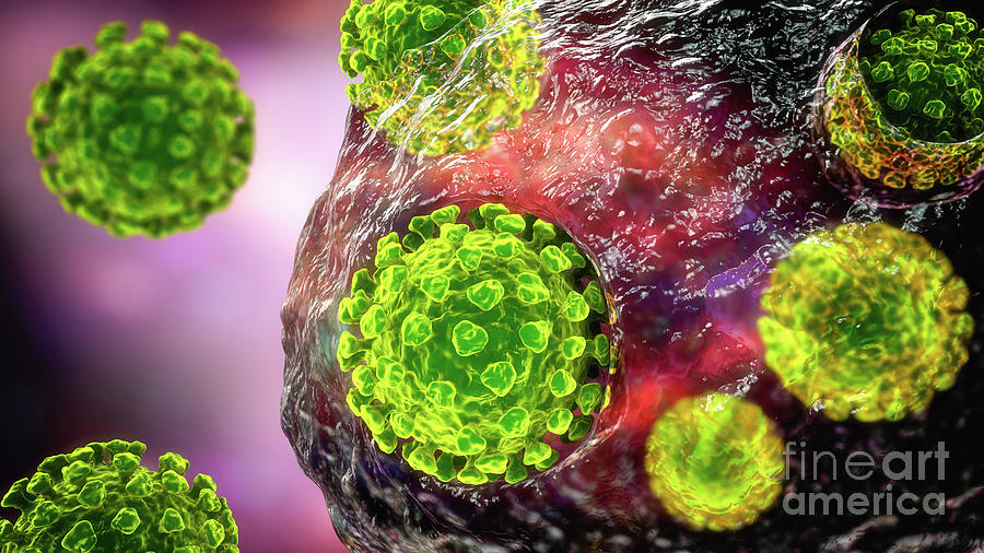 Covid-19 Coronaviruses Infecting Human Cells Photograph by Kateryna Kon/science Photo Library ...