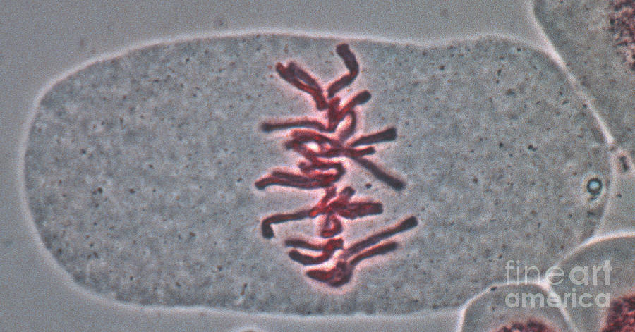 Mitosis Photograph by Dr. Juan F. Gimenez-abian / Science Photo Library ...