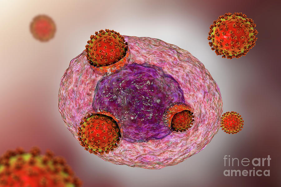 Covid-19 Coronaviruses Infecting Human Cells Photograph by Kateryna Kon/science Photo Library ...