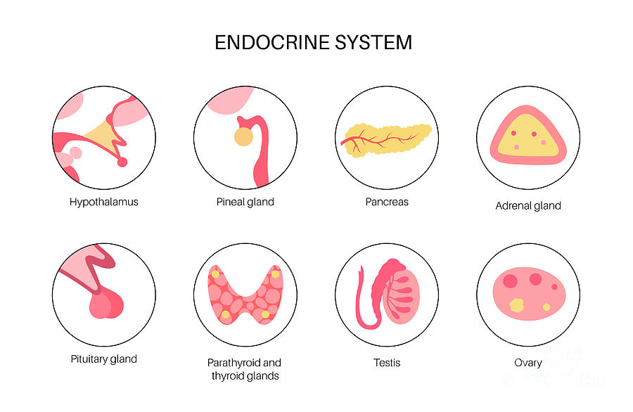 Human Endocrine System #27 by Science Photo Library