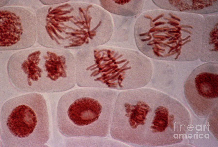 Mitosis Photograph by Dr. Juan F. Gimenez-abian / Science Photo Library ...