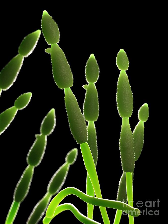 Alternia Fungus Photograph by Sebastian Kaulitzki/science Photo Library ...