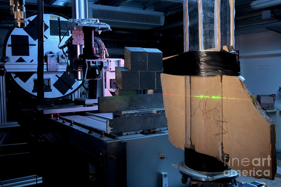 Archaeopteryx Fossil Research Photograph by Pascal Goetgheluck/science ...