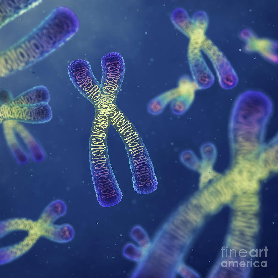 Chromosomes #3 by Science Photo Library