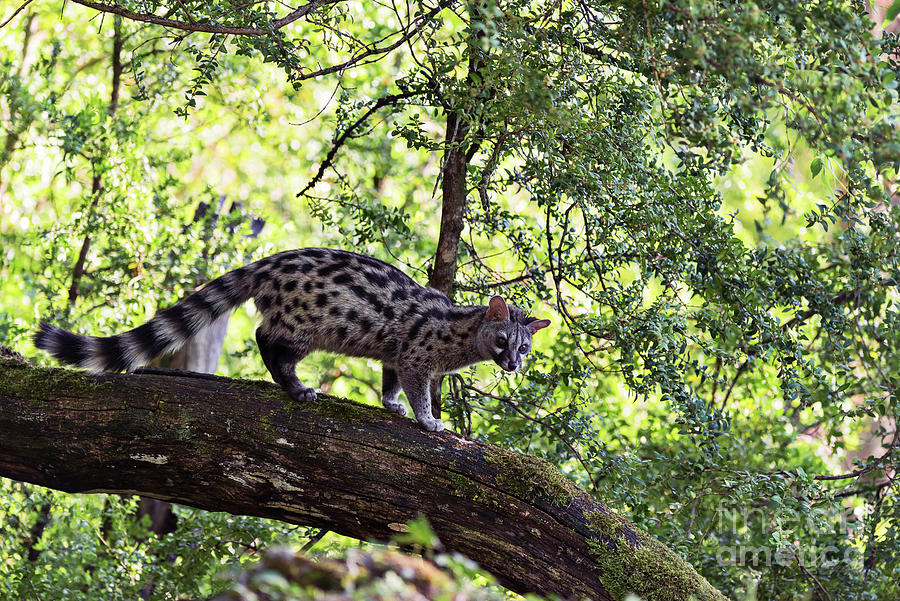 Common Genet Photograph by Dr P. Marazzi/science Photo Library - Fine ...