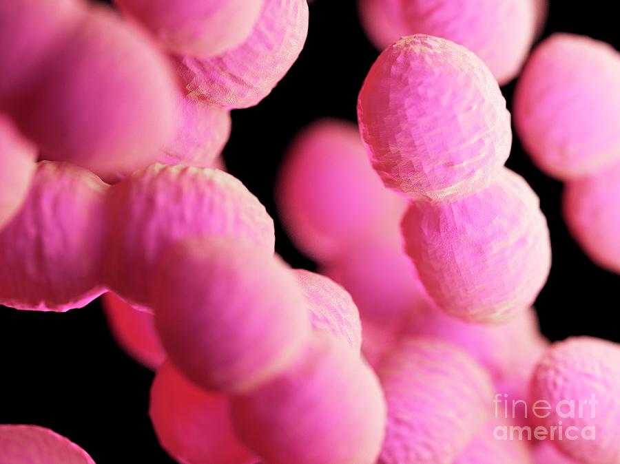 Enterococcus Bacteria Photograph by Sebastian Kaulitzki/science Photo ...