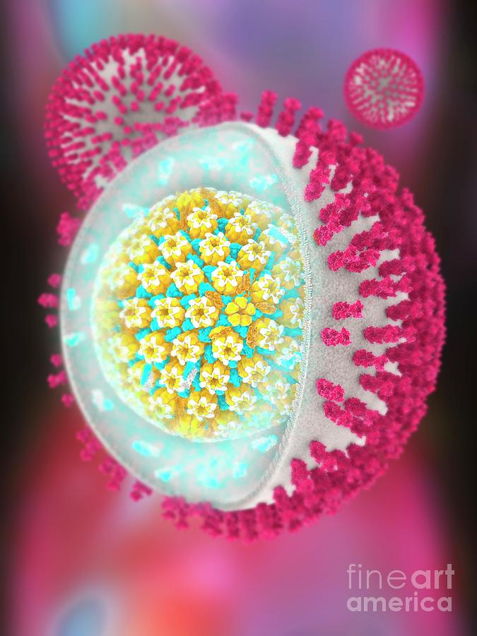 Herpes Simplex Virus Photograph by Ramon Andrade 3dciencia/science Photo Library - Fine Art America