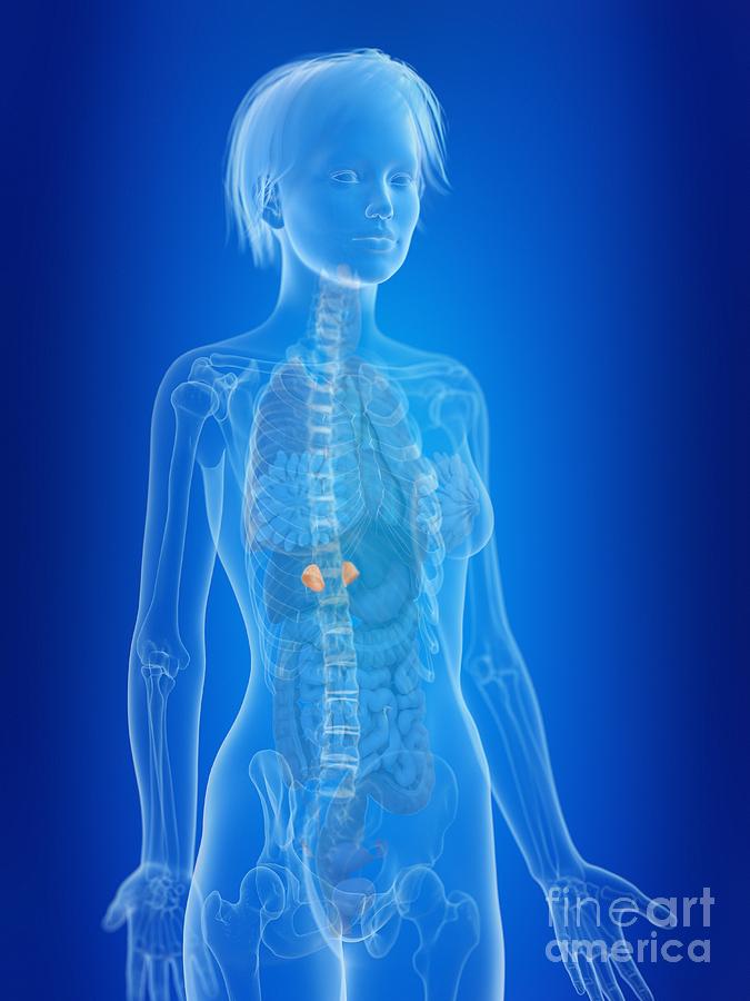 Illustration Of A Womans Adrenal Glands Photograph By Sebastian Kaulitzkiscience Photo Library