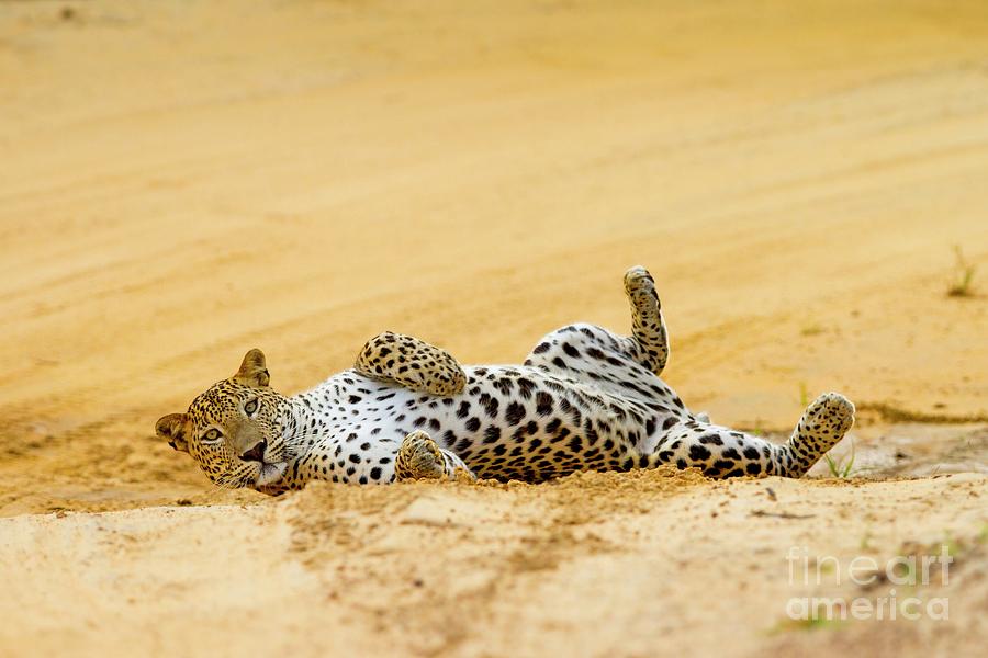 Leopard Resting Photograph by Paul Williams/science Photo Library ...