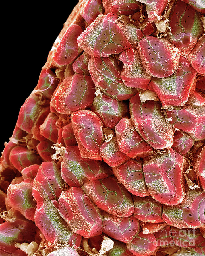 Liver Cells 3 Photograph By Dennis Kunkel Microscopyscience Photo Library Fine Art America