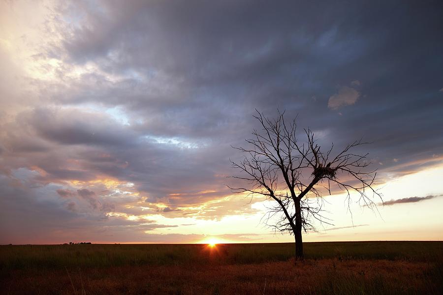 Lone Dead Tree With Nesting Mother Photograph by Ed Darack | Pixels