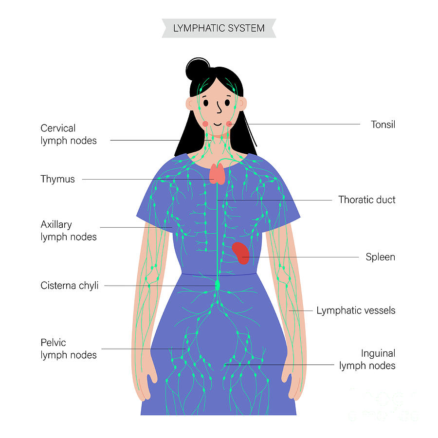 Lymphatic System Photograph by Pikovit / Science Photo Library - Pixels
