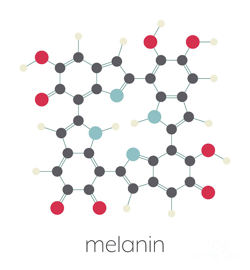 Melanin Molecule Photograph By Molekuulscience Photo Library Pixels