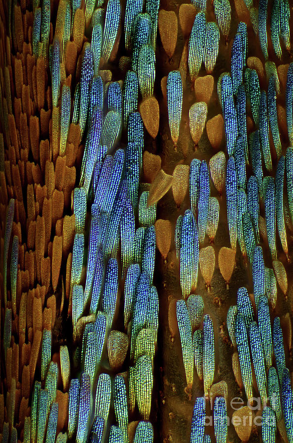 Moth Wing Scales #3 by Marek Mis / Science Photo Library