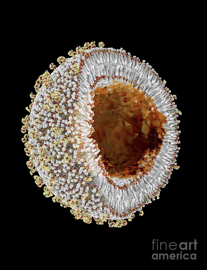 Mrna In Lipid Nanoparticles #3 Photograph by Ramon Andrade 3dciencia/science Photo Library ...