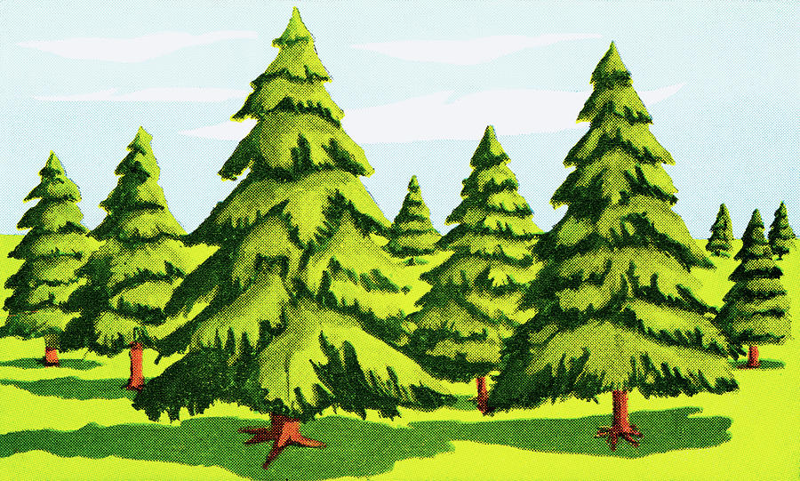 Pine trees Drawing by CSA Images - Fine Art America