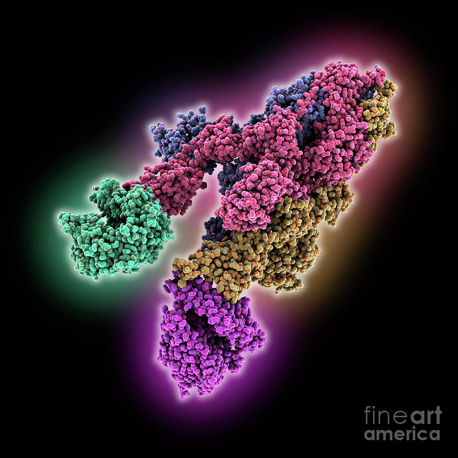 Sars-cov-2 Spike Glycoprotein Complex Photograph by Laguna Design/science Photo Library - Fine ...