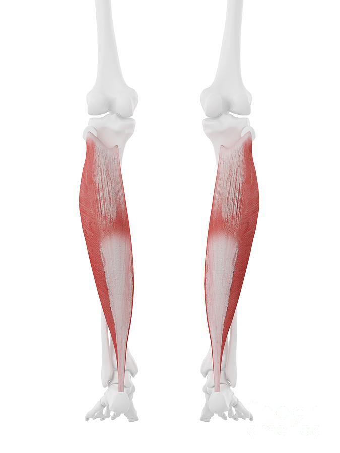 Soleus Muscle Photograph by Sebastian Kaulitzki/science Photo Library ...
