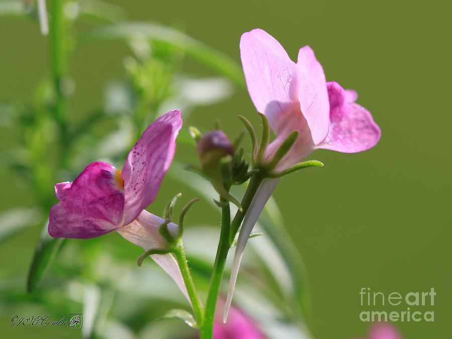Speckled Pink Linaria from the Fantasy Mix Photograph by J McCombie ...