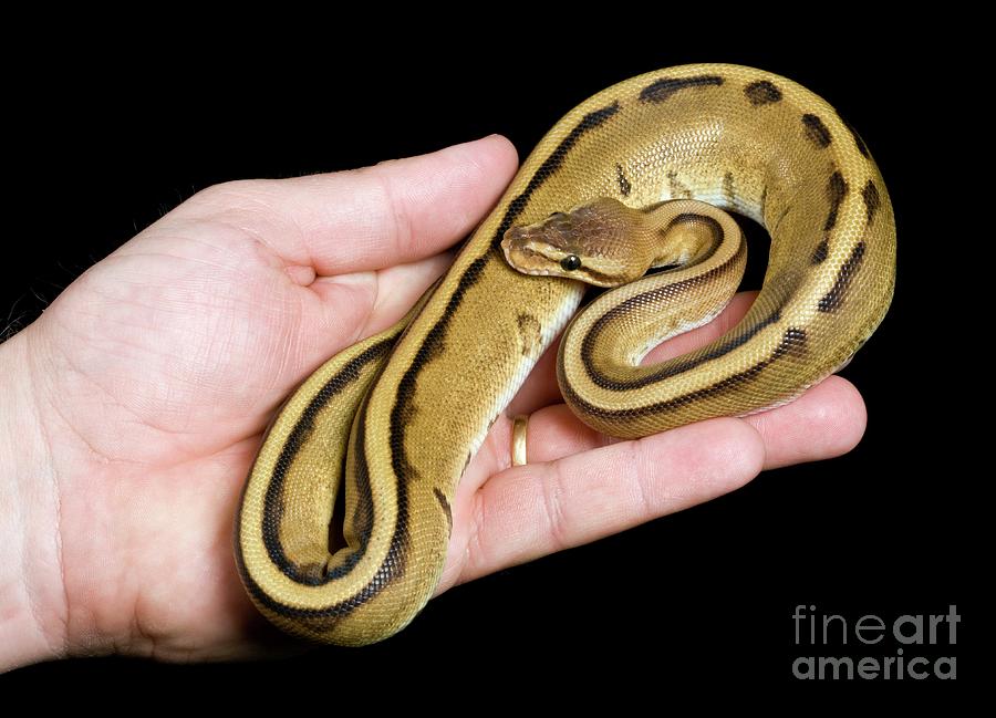 Striped Royal Python Photograph by Pascal Goetgheluck/science Photo ...
