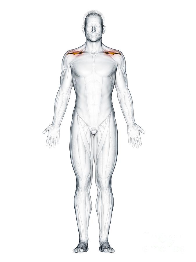 Supraspinatus Muscle Photograph by Sebastian Kaulitzki/science Photo ...