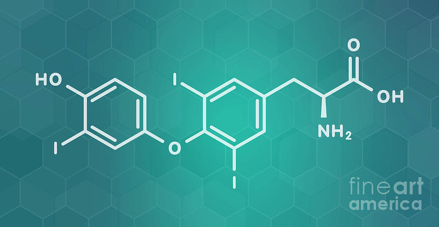 Triiodothyronine Thyroid Hormone Molecule Photograph by Molekuul ... Triiodothyronine Thyroid Hormone Molecule Photograph by Molekuul ...