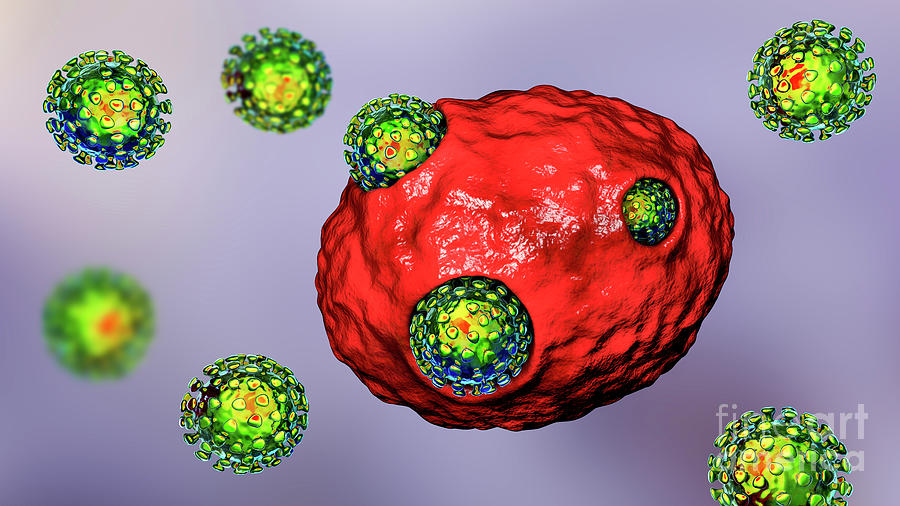 Covid-19 Coronaviruses Infecting Human Cells Photograph by Kateryna Kon/science Photo Library ...
