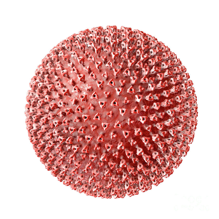 Measles Virus Photograph by Kateryna Kon/science Photo Library - Fine Art America