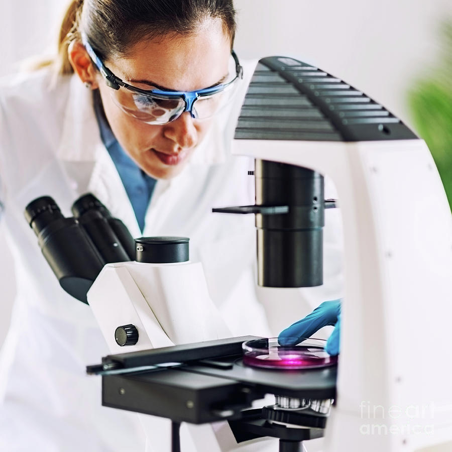 Scientist Using Light Microscope Photograph by Microgen Images/science ...