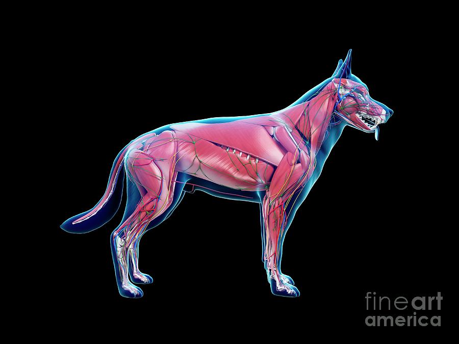 Wolf Muscle Structure