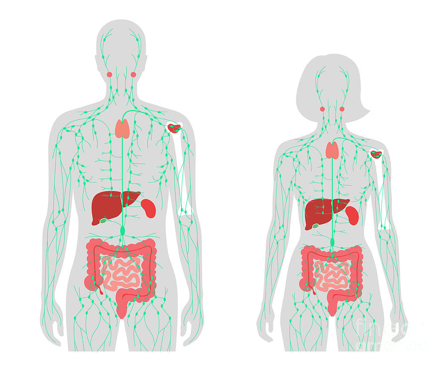 Lymphatic System And Organs Photograph by Pikovit / Science Photo ...