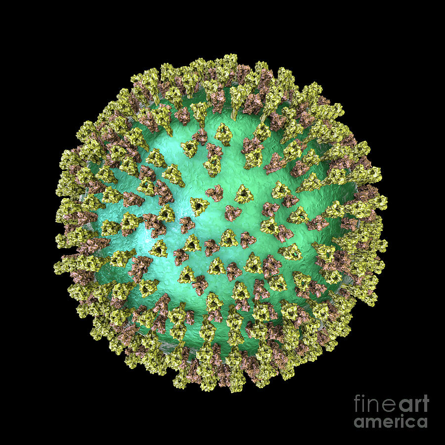 Measles Virus Photograph by Kateryna Kon/science Photo Library - Pixels