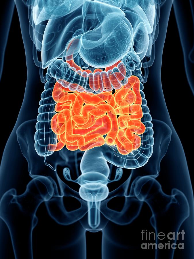 Small Intestine Photograph by Sebastian Kaulitzki/science Photo Library ...