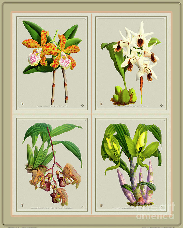 Orchids Quatro Collage Digital Art by Baptiste Posters - Fine Art America