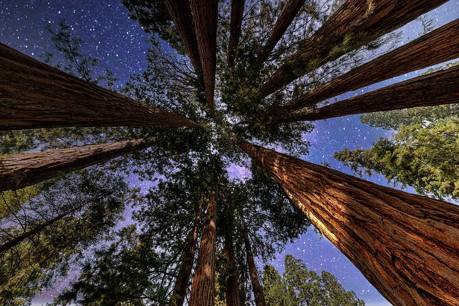 California, Sequoia National Park, Sequoia Trees Digital Art by Claudia ...