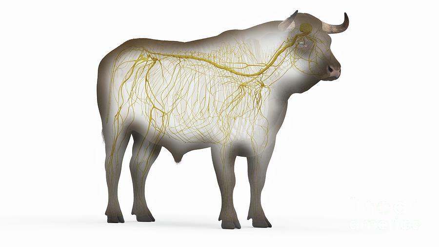 Cattle Nervous System Photograph by Sebastian Kaulitzki/science Photo ...