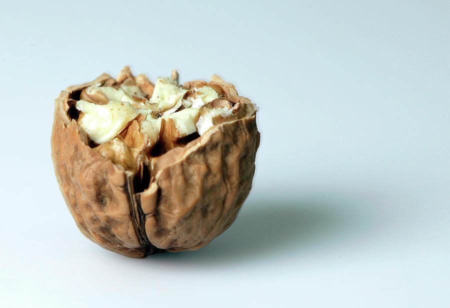 Close-up Of Walnut In Broken Shell On White Background Photograph by ...