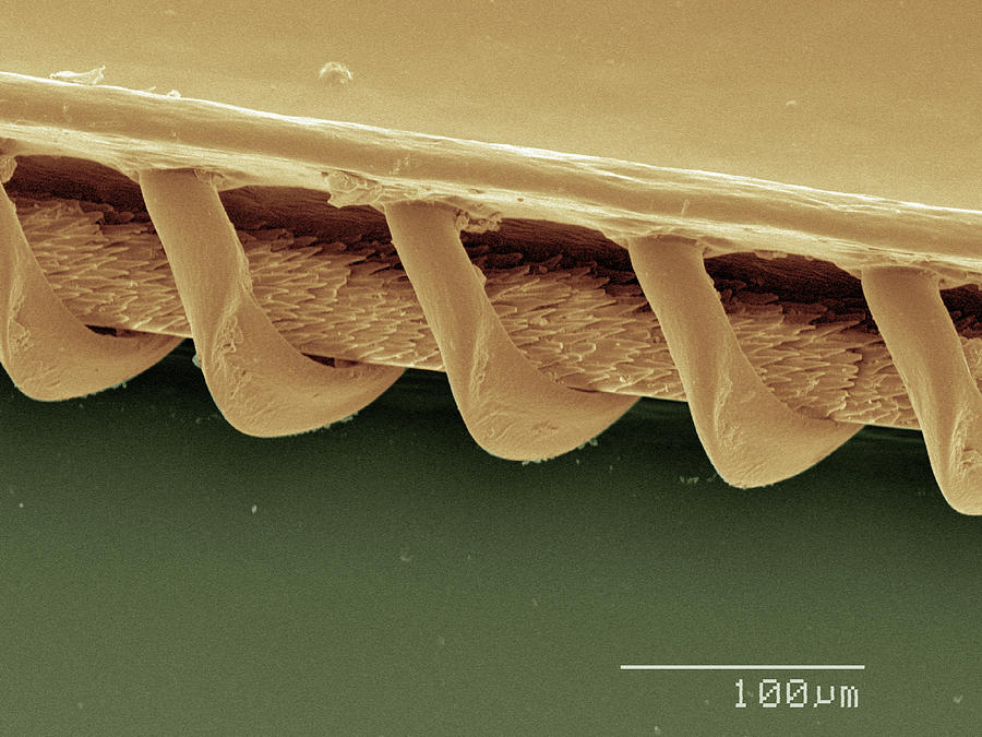 Coloured Sem Of Wasp Wing Digital Art by Gregory S. Paulson - Fine Art ...