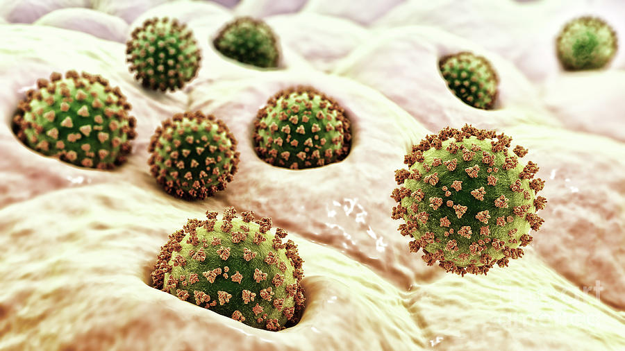 Covid-19 Coronaviruses Infecting Human Cells #4 Photograph by Kateryna Kon/science Photo Library ...