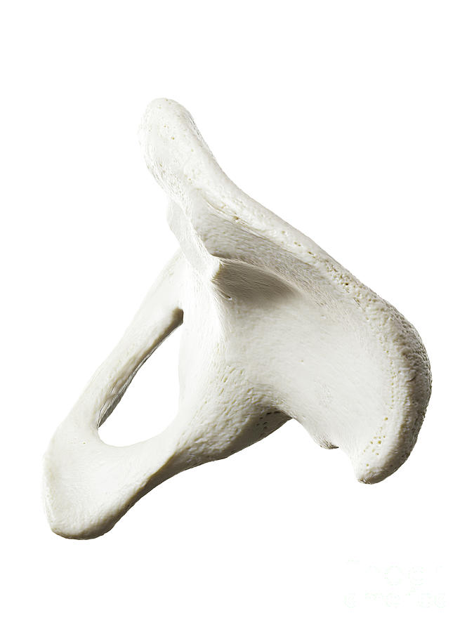 Hip Bone Photograph By Sebastian Kaulitzkiscience Photo Library Pixels