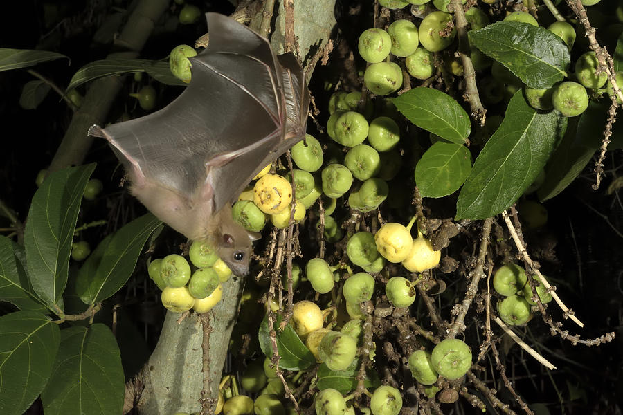 Lesser Short-nosed Fruit Bat, Malaysia Photograph by W.k. Fletcher ...