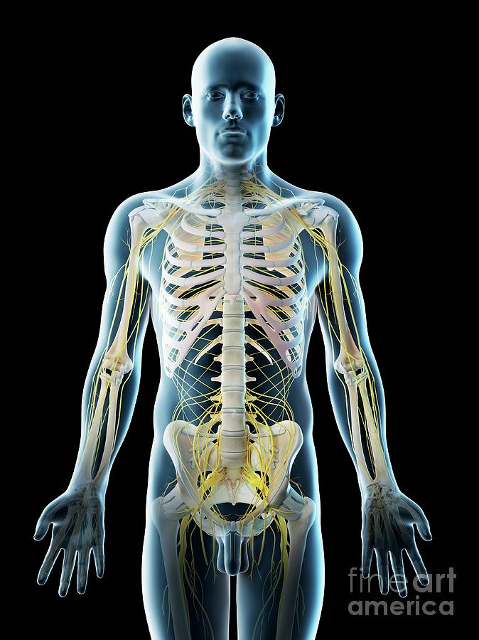 Male Nervous System Photograph By Sebastian Kaulitzki Science Photo